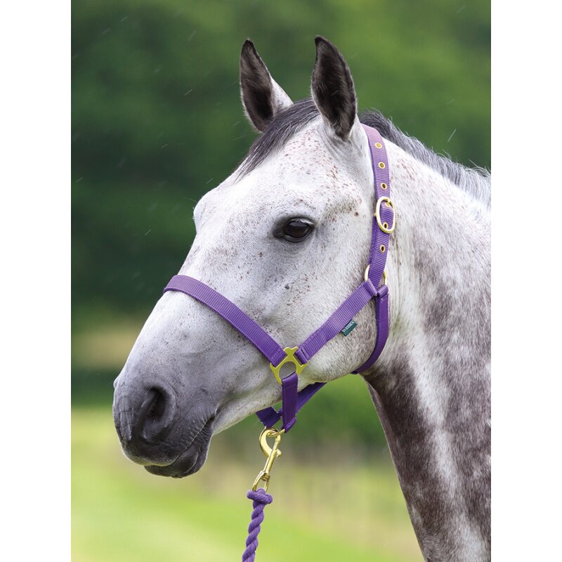 Halfter Set Wessex inkl.Strick - Reitsport SportErfurth.de